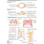 First and Second Cervical Vertebrae at Birth - Development of Sternum