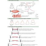 Physiology of Muscle Contraction