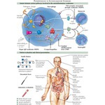 Autoinflammatory Syndromes
