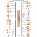 Factors That Promote or Delay Bone Healing