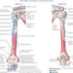 Muscle Origins and Insertions of Upper Arm and Elbow