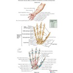 Topographic Anatomy, Bones, and Origins and Insertions of the Hand ...