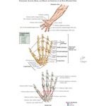 Topographic Anatomy, Bones, and Origins and Insertions of the Hand ...