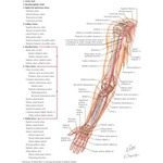 Arteries of Upper Limb