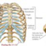 Thoracic Cage