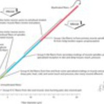 Classification of Peripheral Nerve Fibers by Size and Conduction Velocity