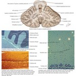 Cerebellar Anatomy: Internal Features