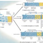 Neural Proliferation and Differentiation: Walls of the Neural Tube