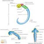 Early Brain Development: The 28-Day-Old Embryo