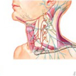 cervical plexus netter