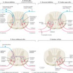 Spinal Somatic Reflex Pathways