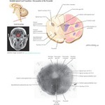 Brain Stem Cross-Sectional Anatomy: Section 1