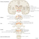 Reticular Formation: Nuclei and Areas in the Brain Stem and Diencephalon
