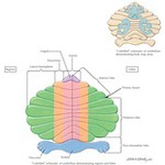 Cerebellar Organiation: Lobes and Regions