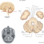 A. Axial (Horiontal) Sections Through the Forebrain: Level 1 - Mid Pons