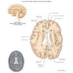 A. Axial (Horizontal) Sections Through the Forebrain: Level 8 - Dorsal ...