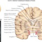 A. Coronal Sections Through the Forebrain: Level 3 - Anterior ...