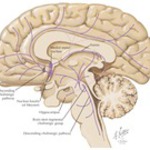 Central Cholinergic Pathways