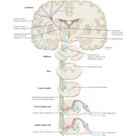 Somatosensory System: The Spinothalamic and Spinoreticular Systems and ...