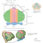 Functional Subdivisions of the Cerebellum