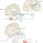 Schematic Diagrams of Efferent Pathways from the Cerebellum to Upper ...