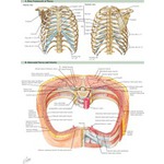 Bony framework of thorax. Intercostal nerves and arteries