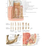 Teeth and Mandible
