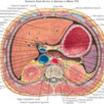 Schematic Cross Section of Abdomen at Middle T12