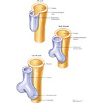 Development of the Esophagus