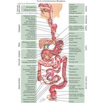 Overview of Gastrointestinal Hemorrhage: Causes of Gastrointestinal ...