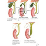 Function of Gallbladder and Choledochoduodenal Sphincter