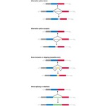 Basic modes of alternative splicing