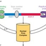 Export of mRNP complexes from the nucleus