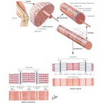 The Muscular System