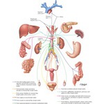 Abdominal and Pelvic Lymphatics: Schema