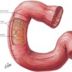 Layers of Duodenal Wall