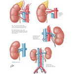 Variations in Renal Artery and Vein
