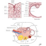 Ovary, Ova and Follicles