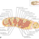 Cross Section of the Hand: Axial View