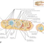 Cross Section of the Hand: Axial View (Continued)