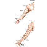 Regions of the upper extremity