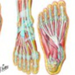 Muscles of the foot