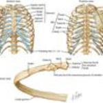 Osteology: Thorax