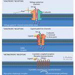 Mechanisms of Molecular Signaling in Neurons