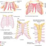 First and Second Cervical Vertebrae at Birth - Development of Sternum