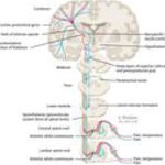 Somatosensory System: The Spinothalamic and Spinoreticular Systems and ...