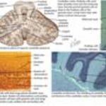 Cerebellar Anatomy: Internal Features