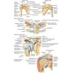 Osteology of the Shoulder