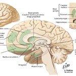 Brain Substrates of Addictive Behaviors