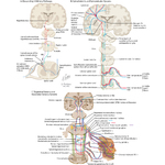 Pain Pathways
